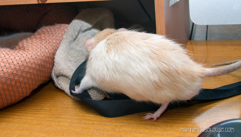 Hoarding – Marty Mouse House