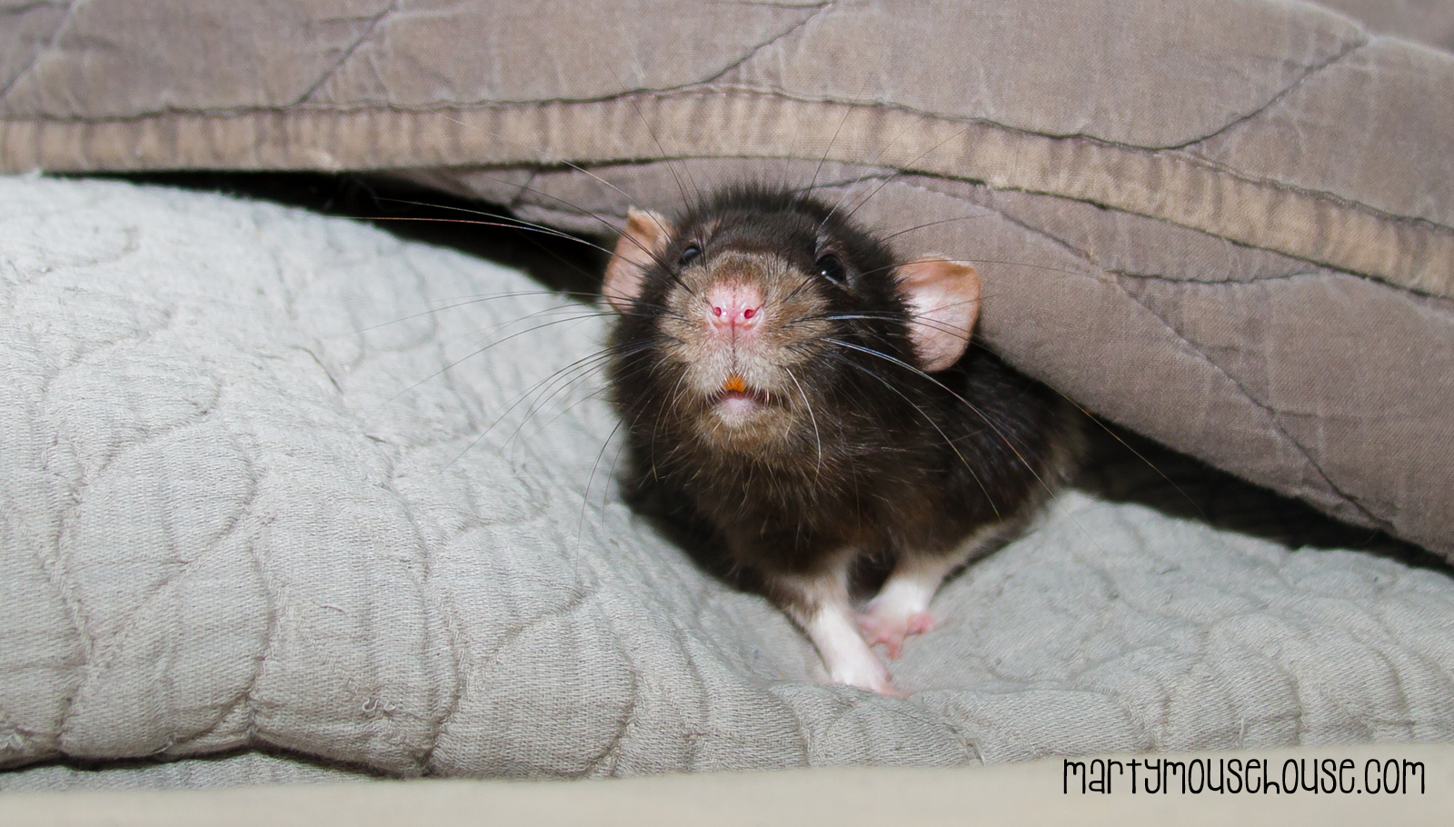 Shhhhh – Marty Mouse House