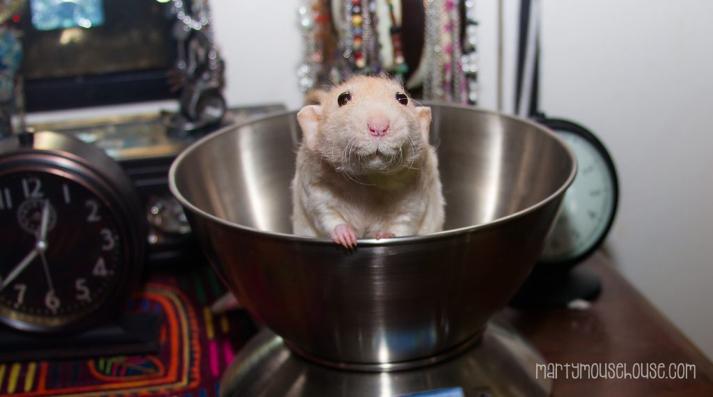 Update – Marty Mouse House
