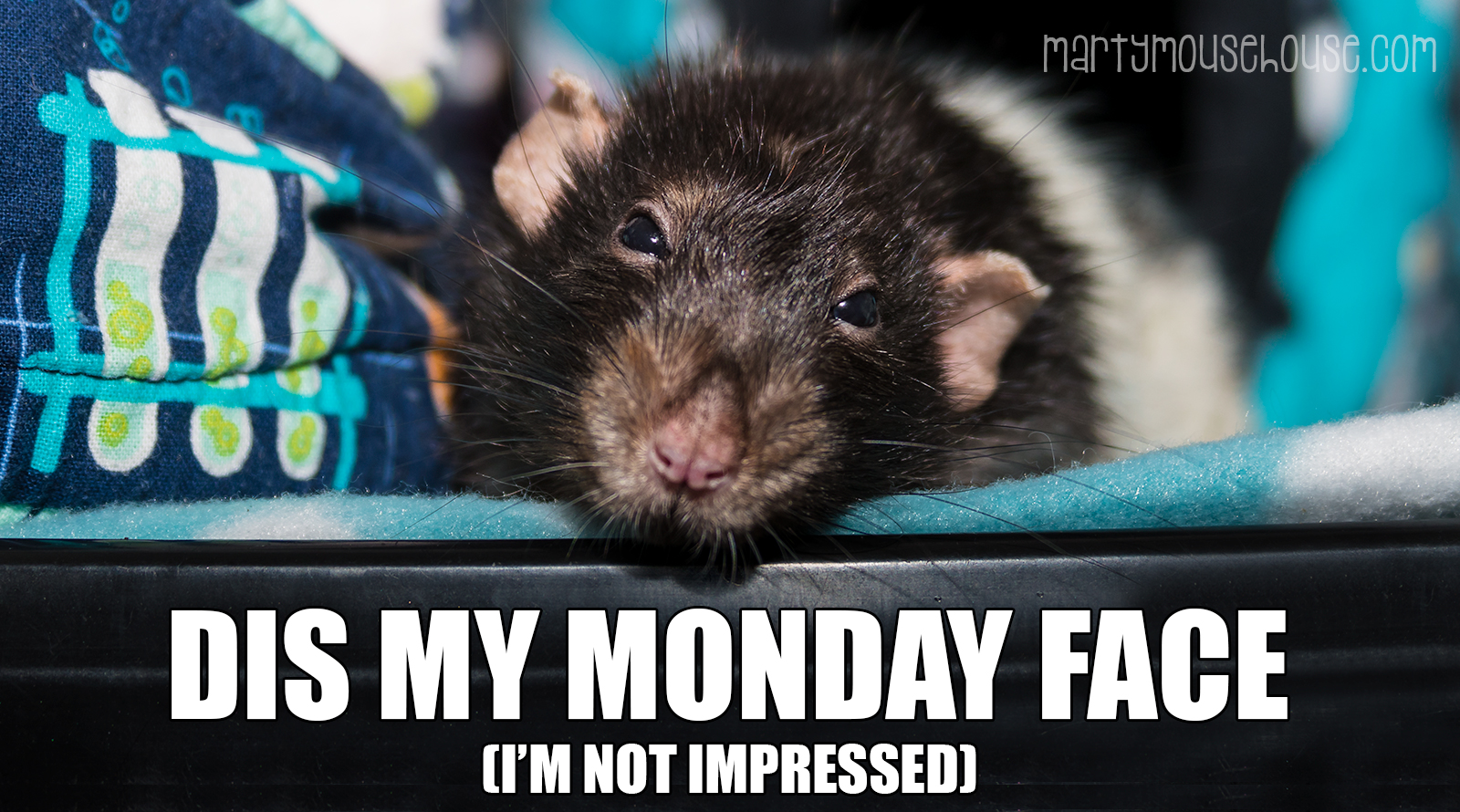 Monday Face – Marty Mouse House