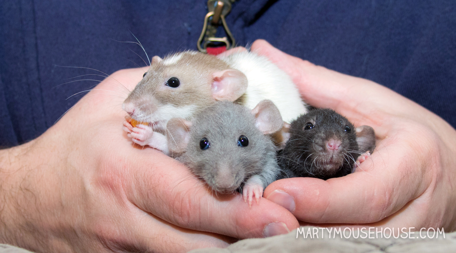 Attempted Family Photo – Marty Mouse House