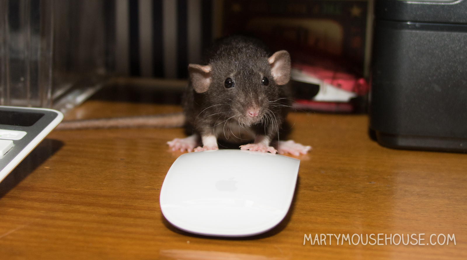 Mouse work – Marty Mouse House