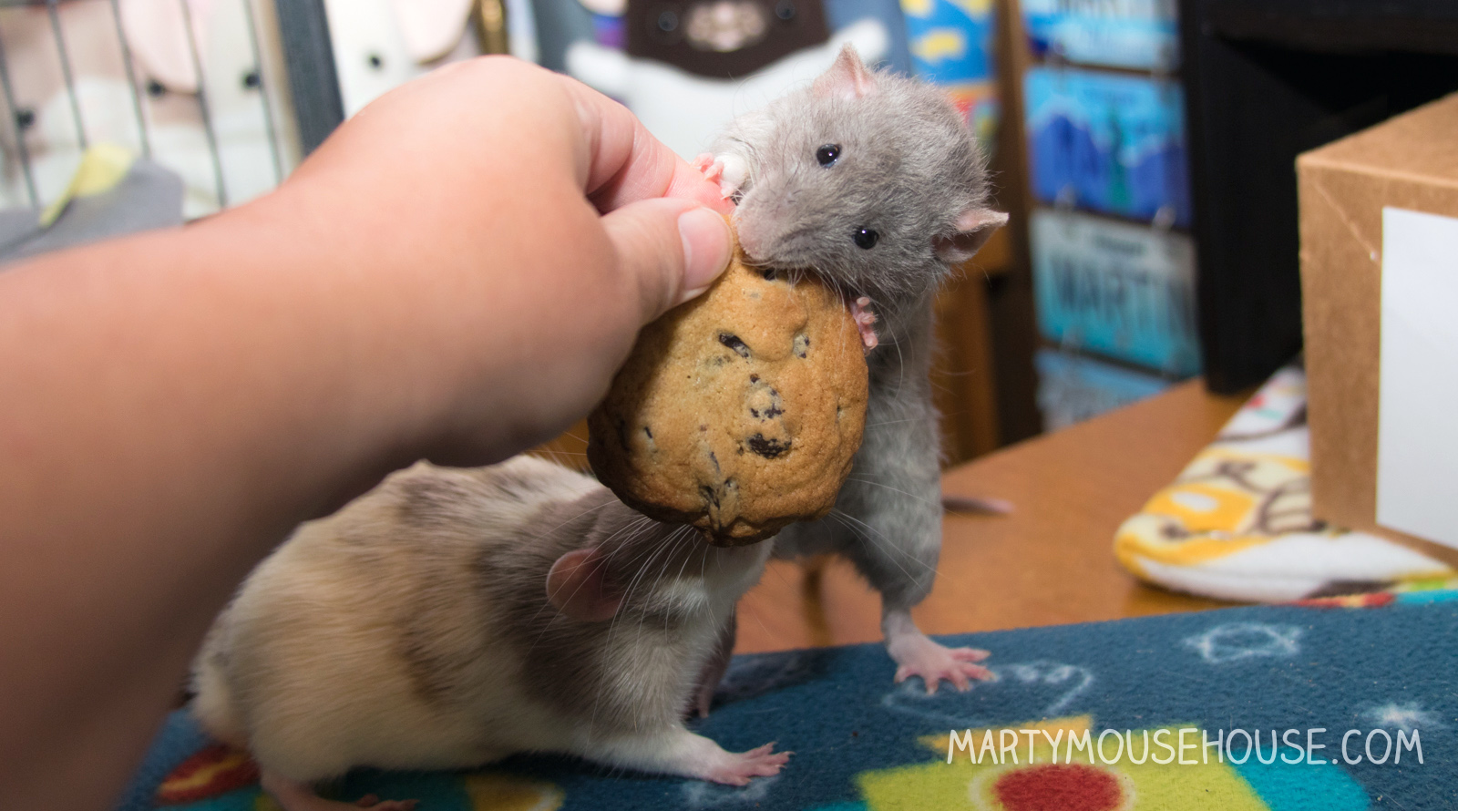 Rat Day COOKIES!! – Marty Mouse House