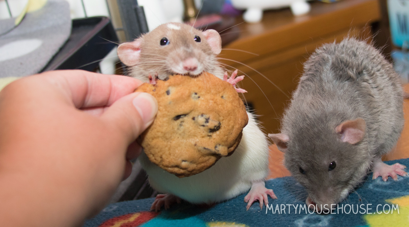 Rat Day COOKIES!! – Marty Mouse House