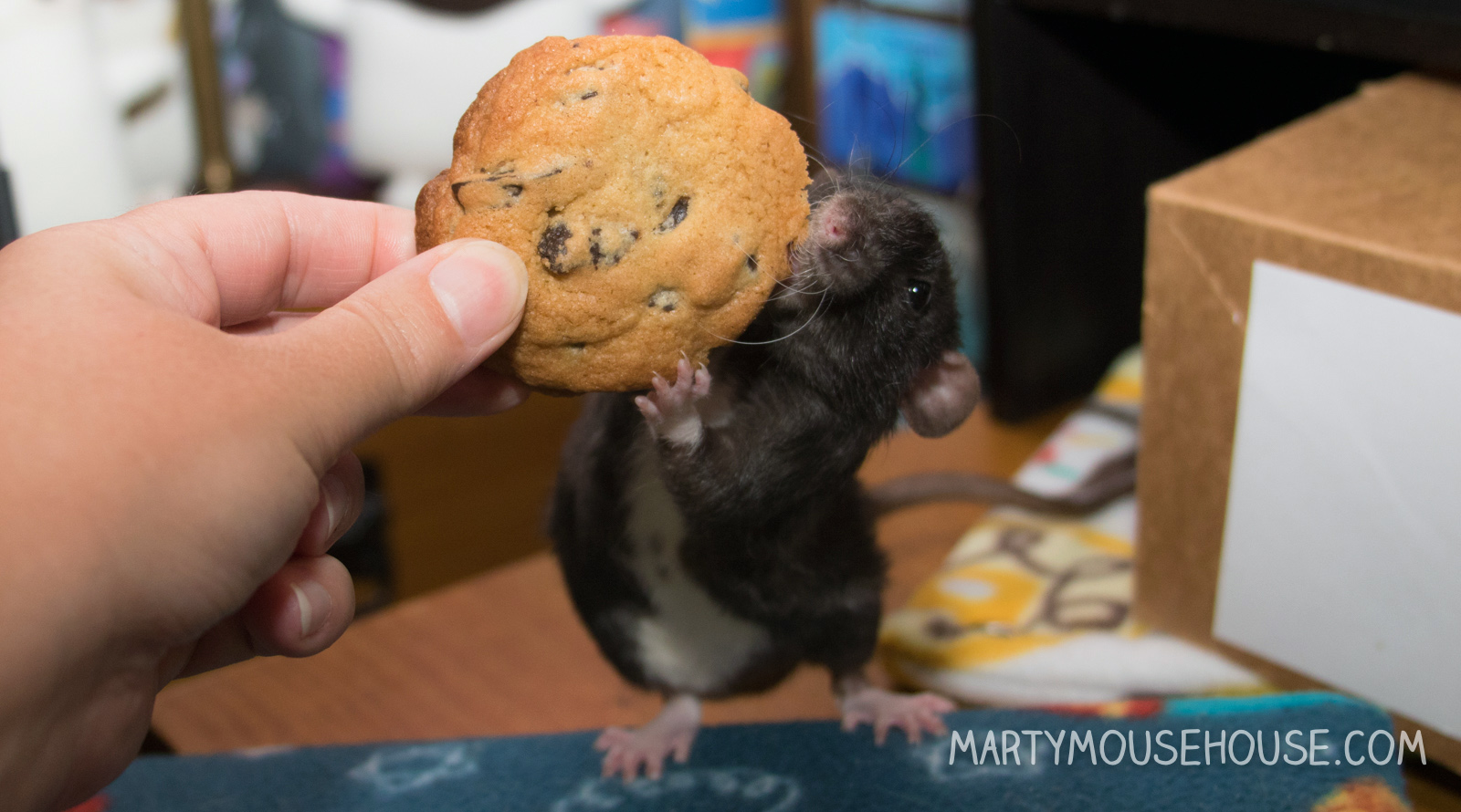 Rat Day COOKIES!! – Marty Mouse House