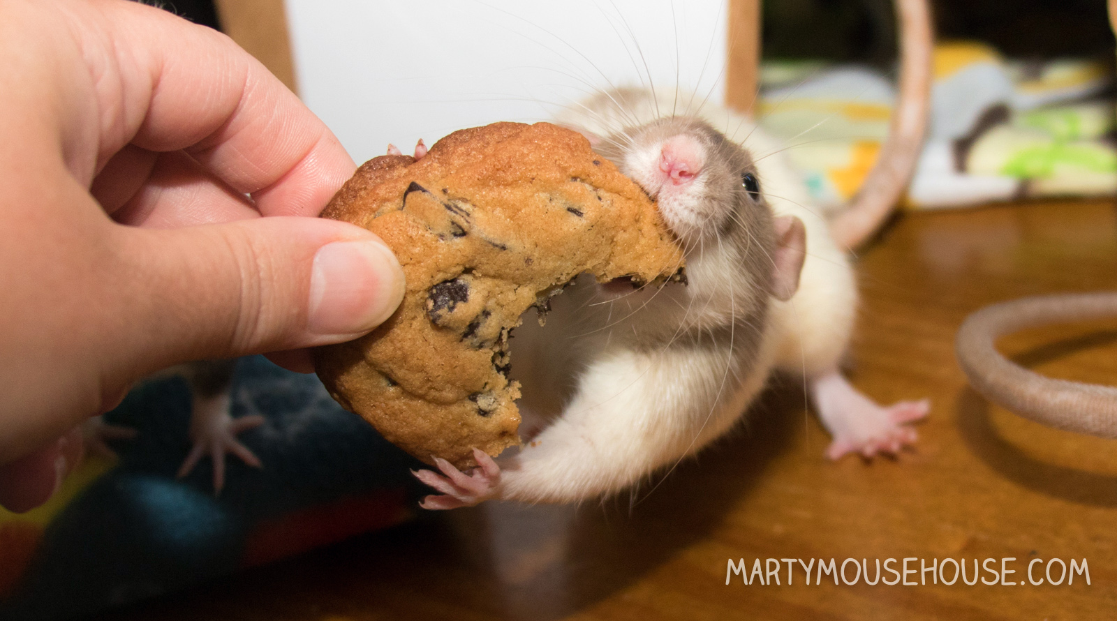 Rat Day COOKIES!! – Marty Mouse House