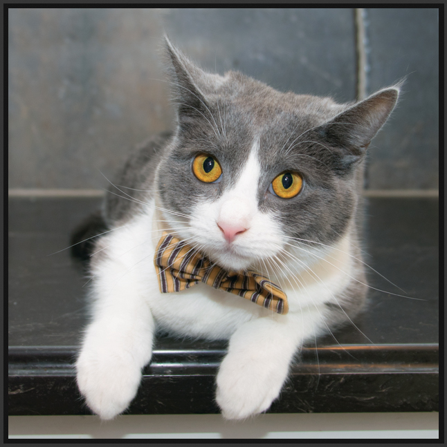 Meet the Cats – Marty Mouse House