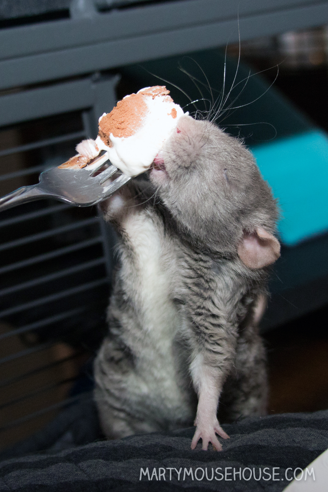 Is there pie?? – Marty Mouse House