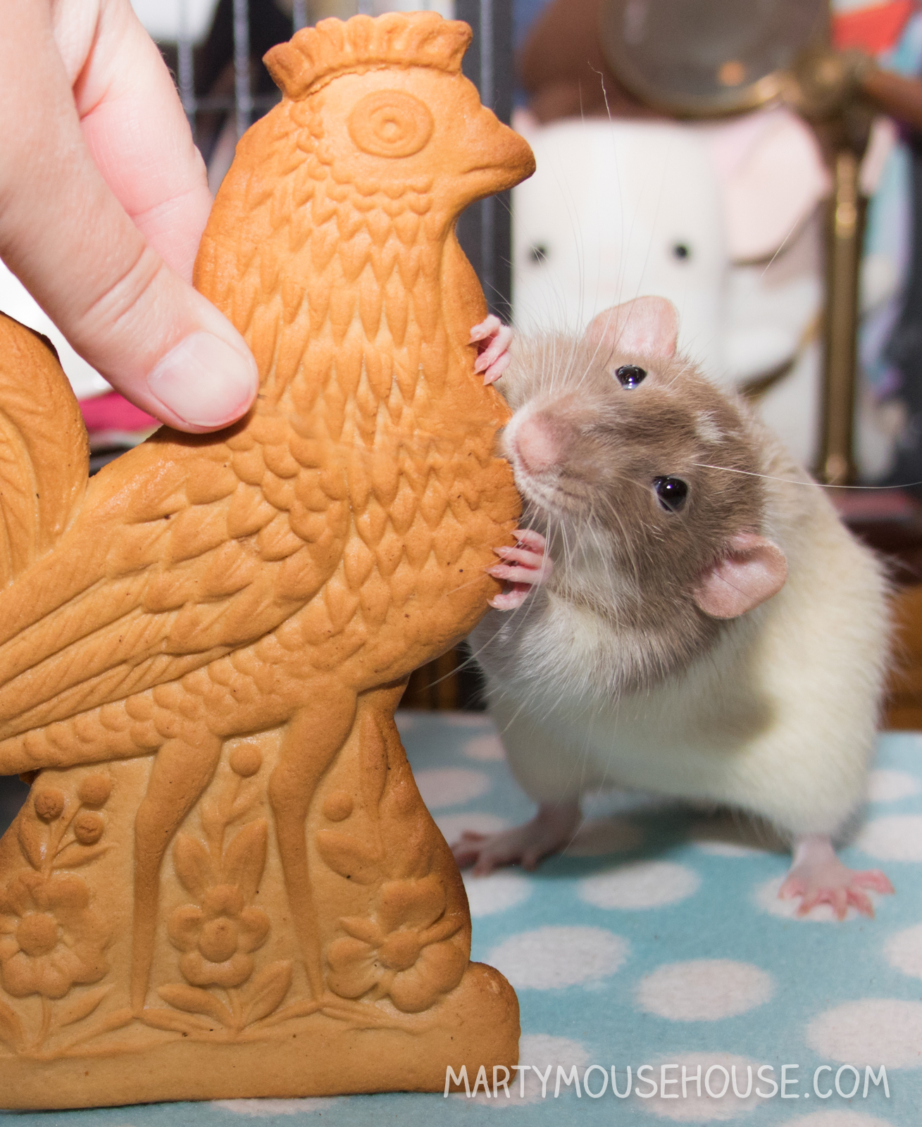 Bean vs. the Shady Chicken from Belgium – Marty Mouse House