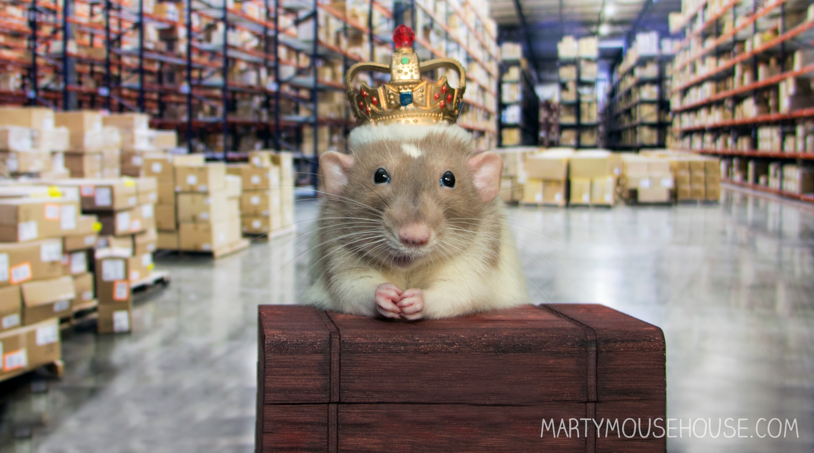 Warehouse Bizness – Marty Mouse House