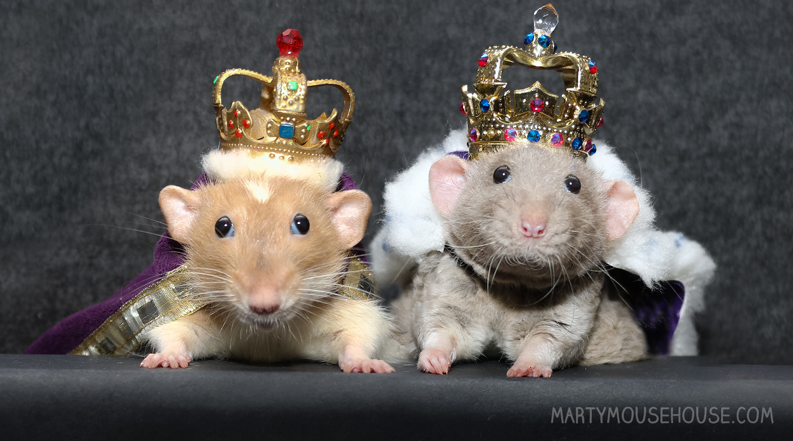 Happy World Rat Day 2020 – Marty Mouse House
