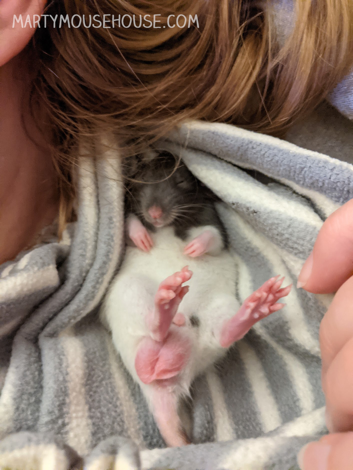 Sleepy Chip – Marty Mouse House