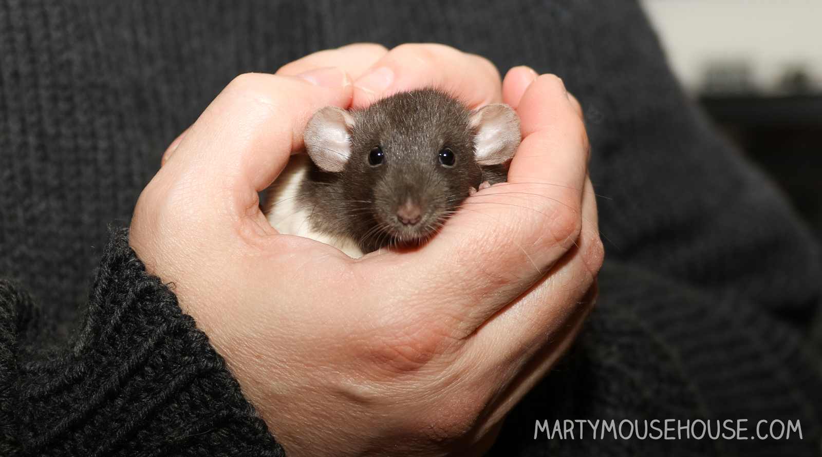 Chip Portraits (March 6th) – Marty Mouse House