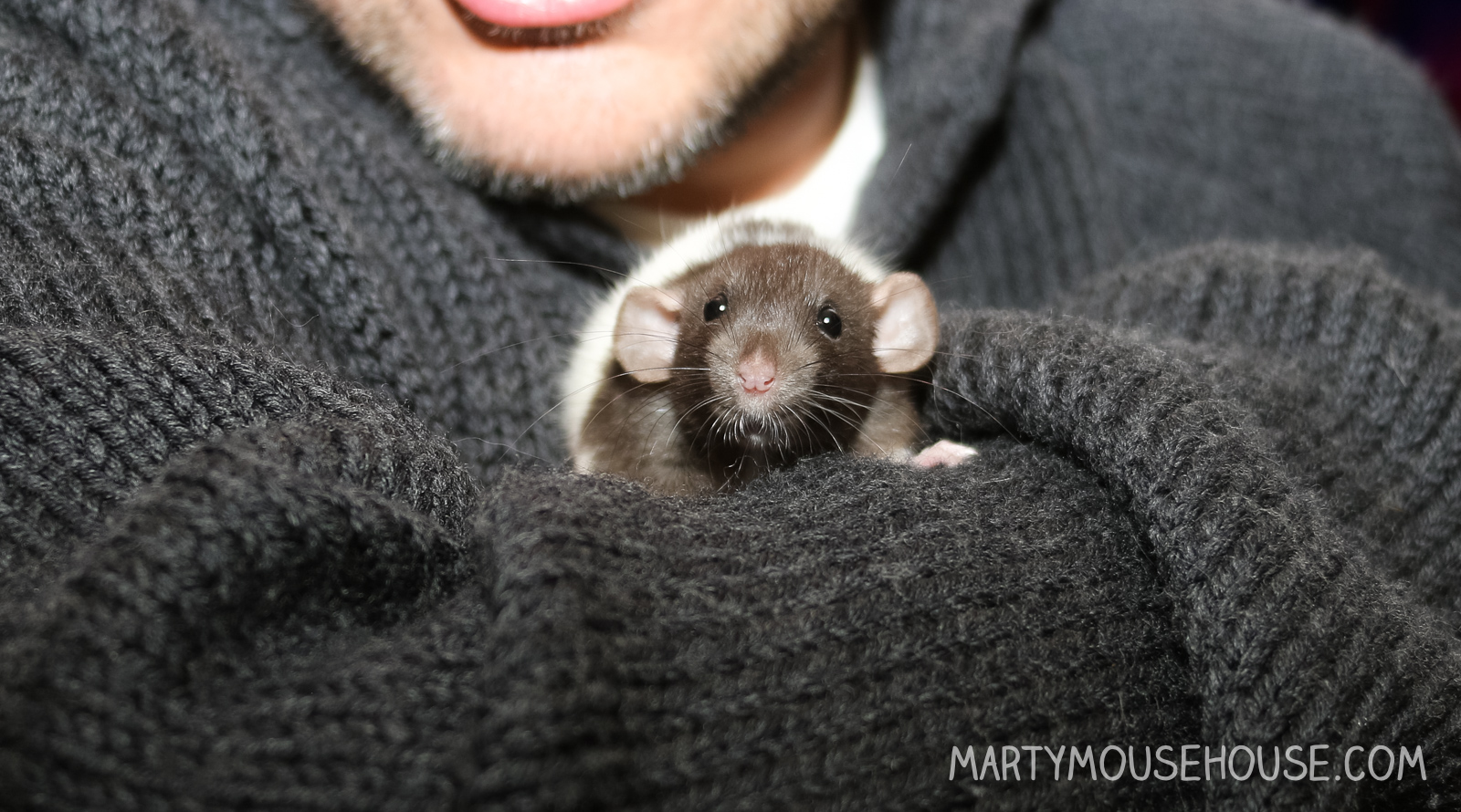 Chip Portraits (March 6th) – Marty Mouse House