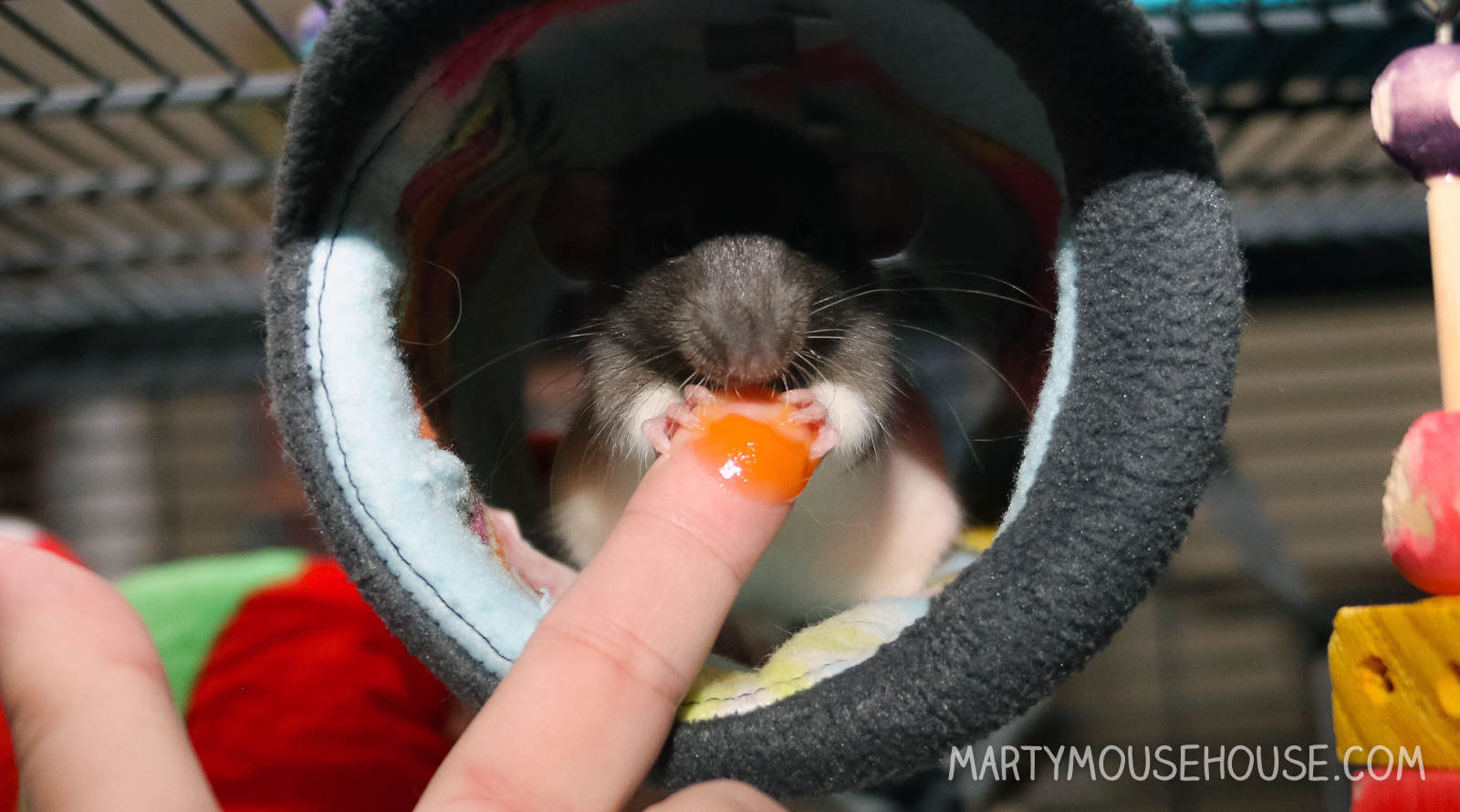 Sweet Potato Secret Snacker – Marty Mouse House