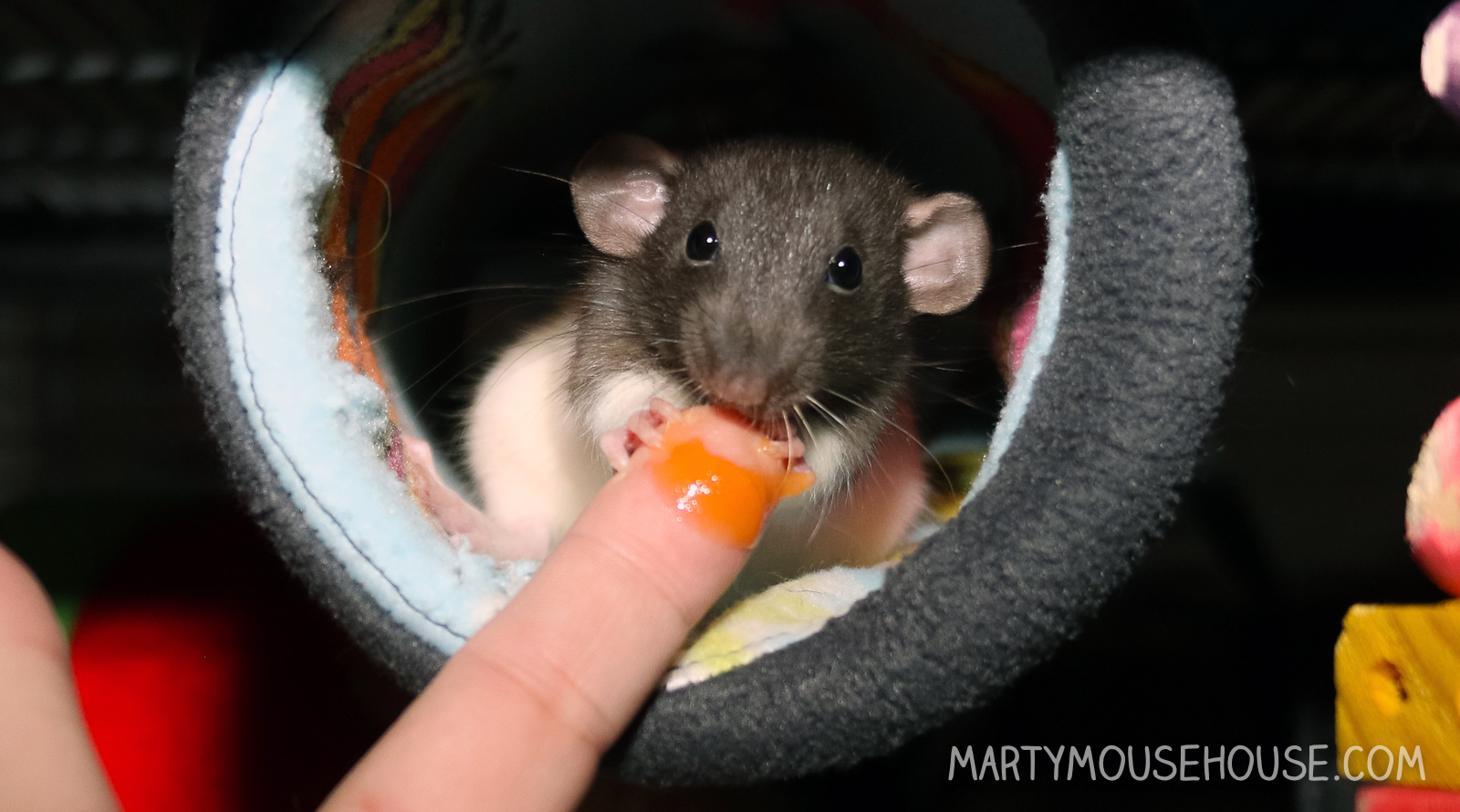 Sweet Potato Secret Snacker – Marty Mouse House