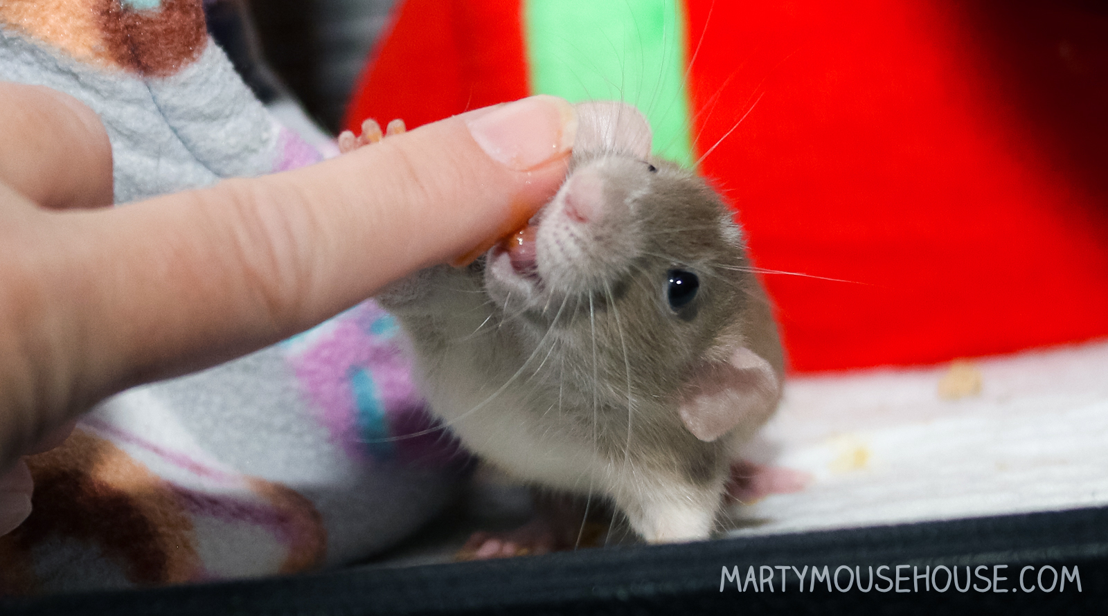 Sweet Potato Secret Snacker – Marty Mouse House