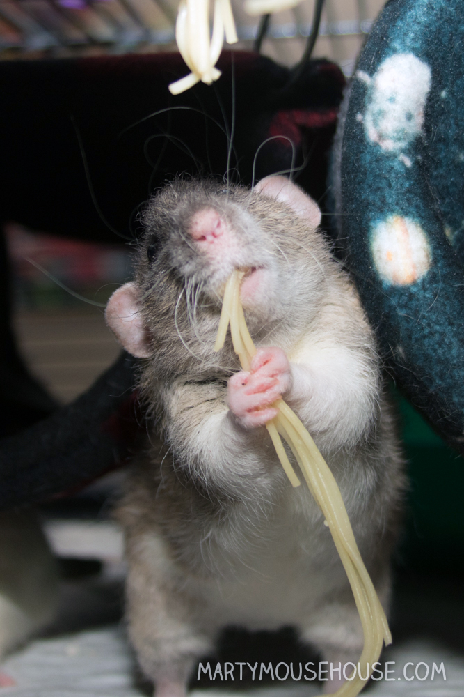 Sketti Night – Marty Mouse House