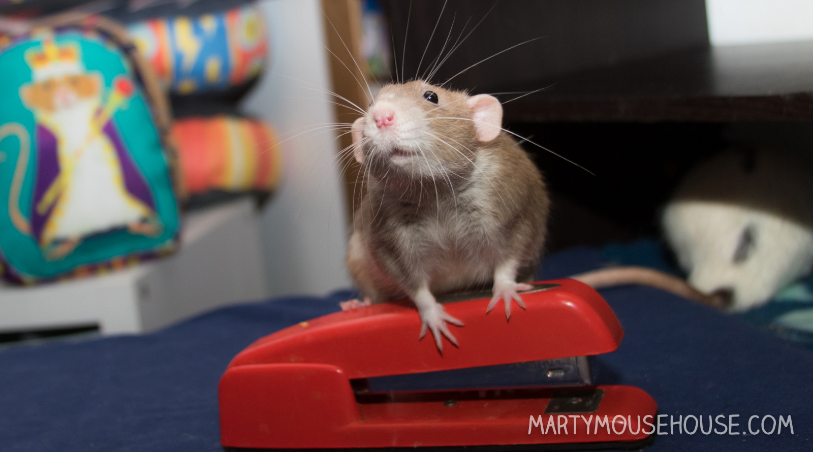 MSOB: Nickels and the Red Stapler – Marty Mouse House