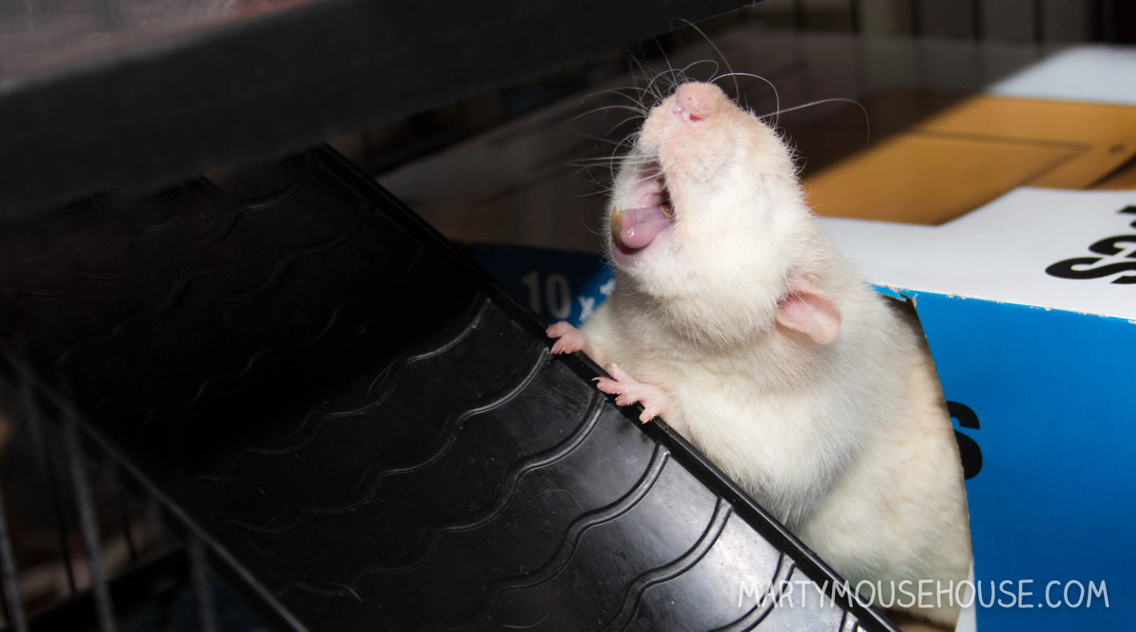 Quiet down you whipper-snappers! – Marty Mouse House