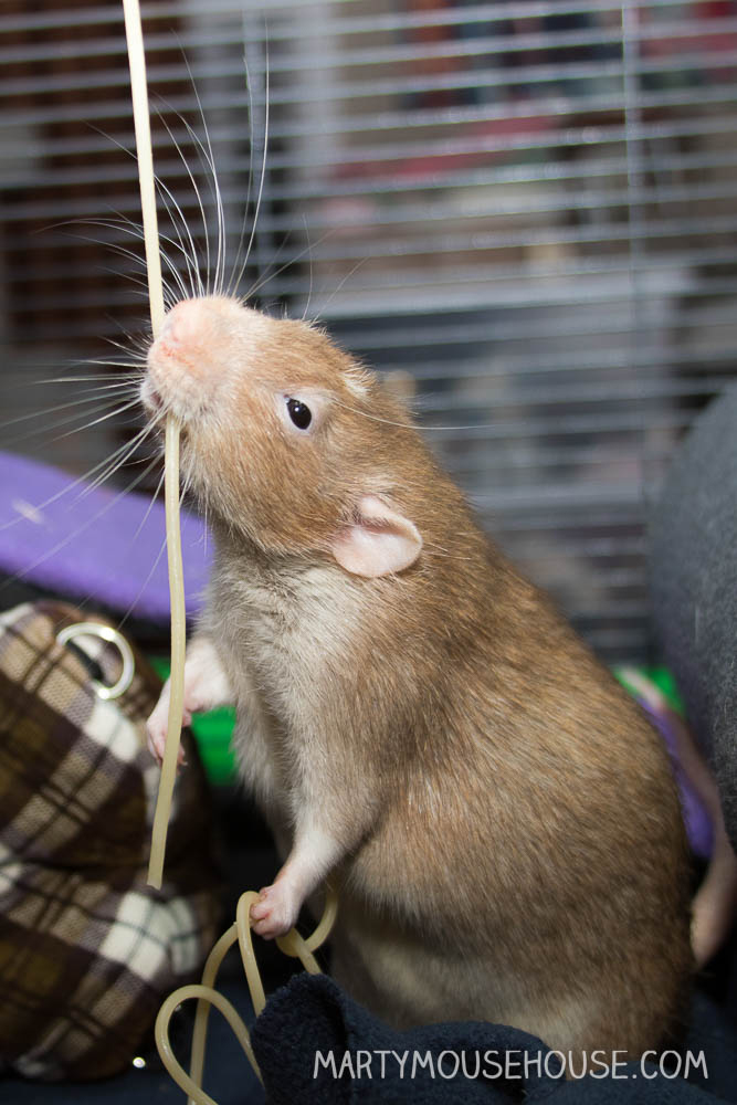 Sketti Night – Marty Mouse House