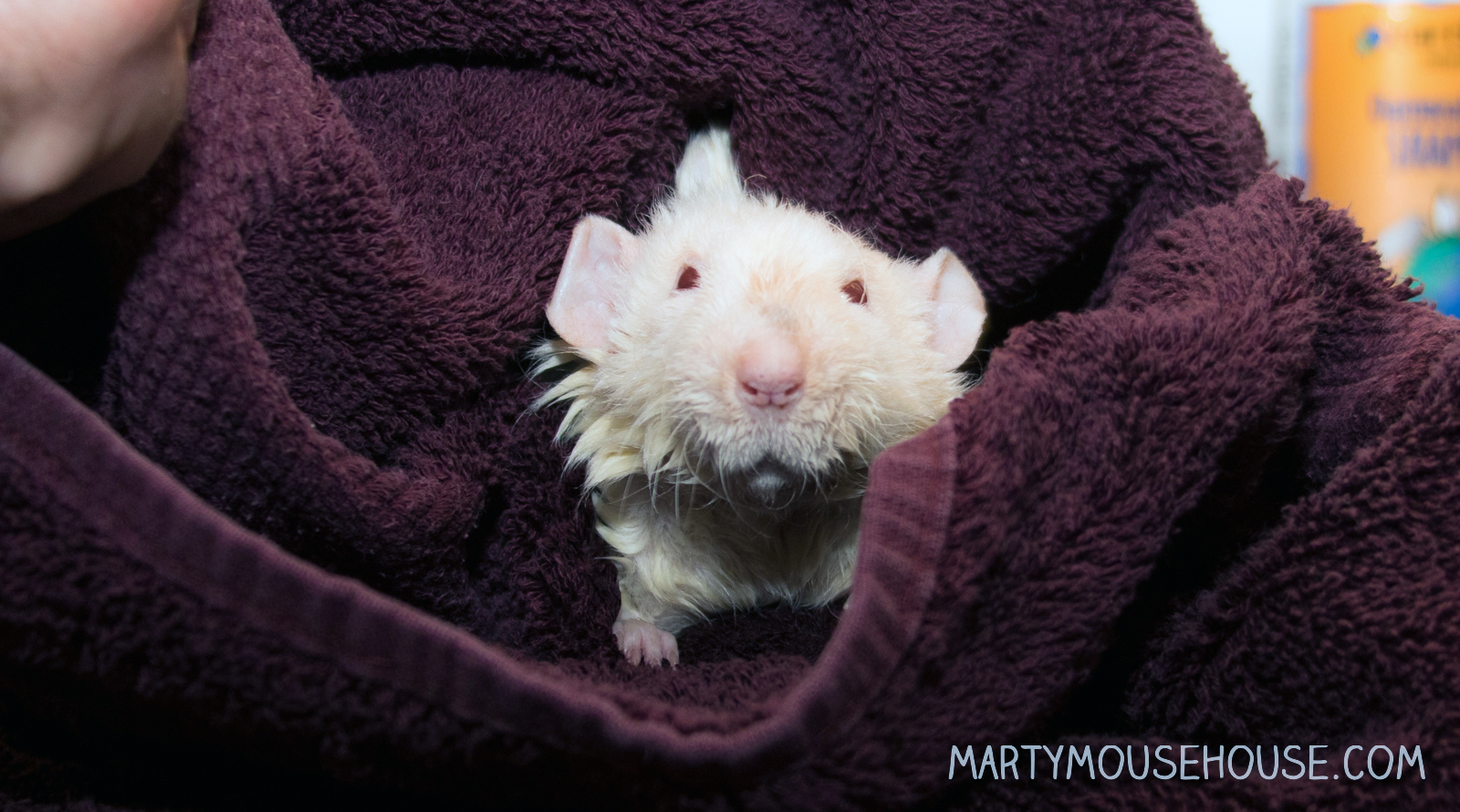 The sacrifice for Art – Marty Mouse House