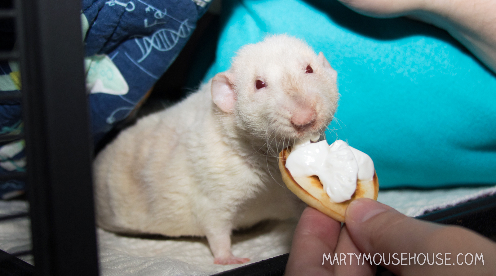 Last Breakfast – Marty Mouse House