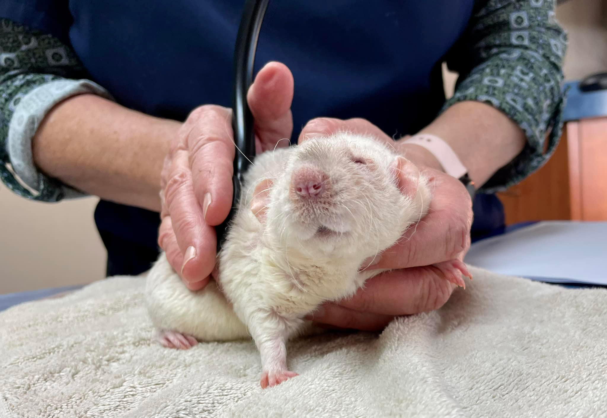 Sunday – Marty Mouse House