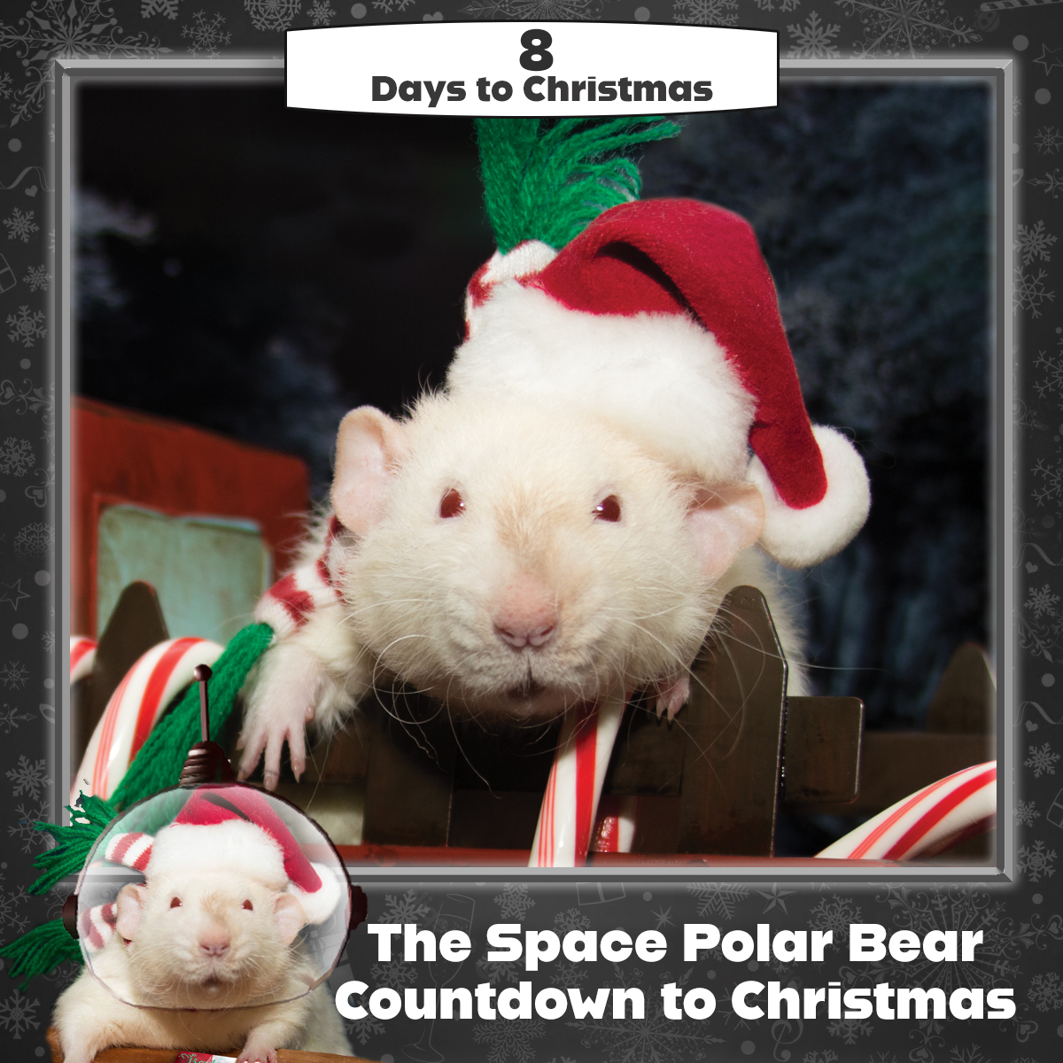 Space Polar Bear Countdown – Marty Mouse House
