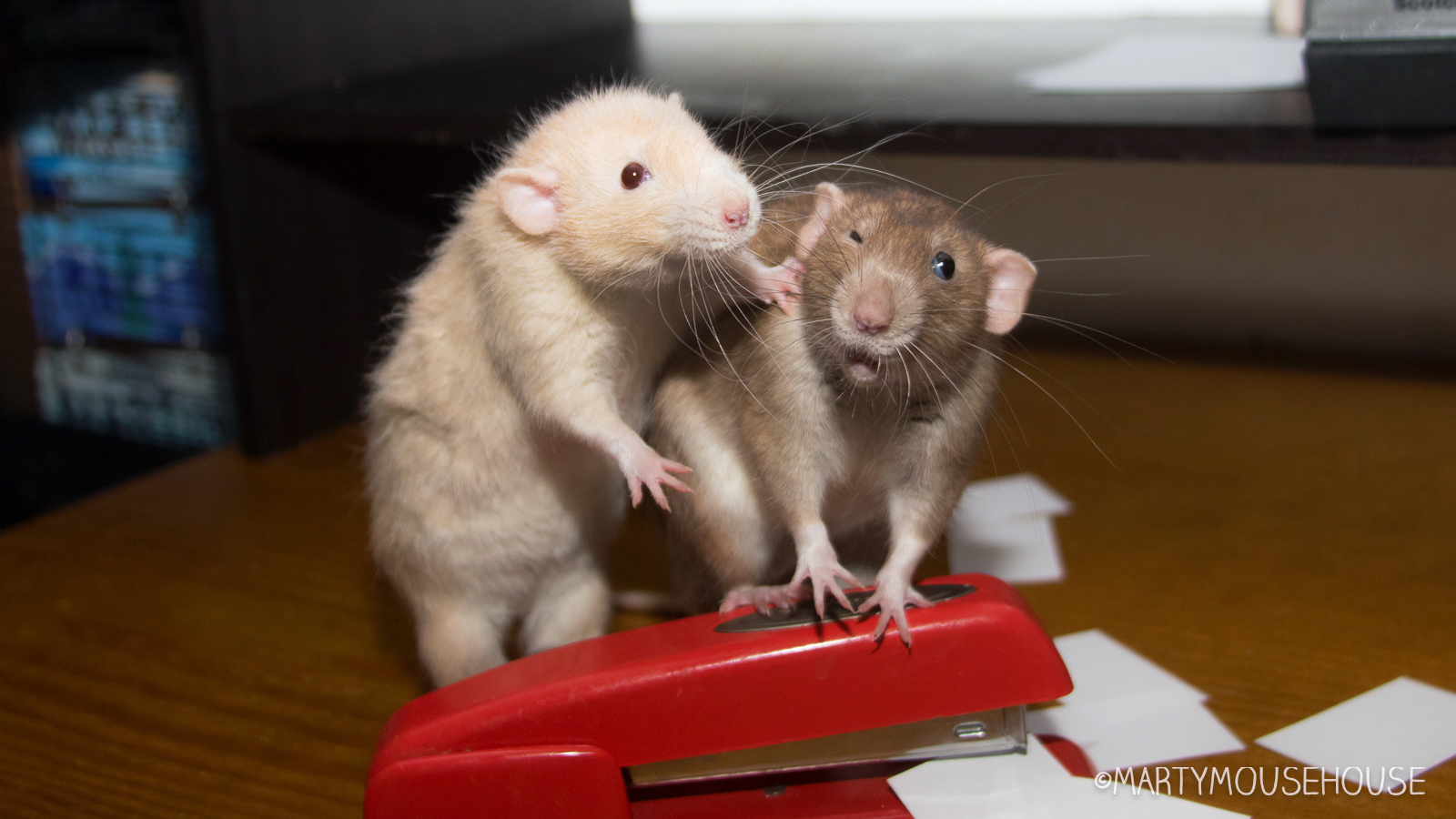 Stapler Throw Down – Marty Mouse House