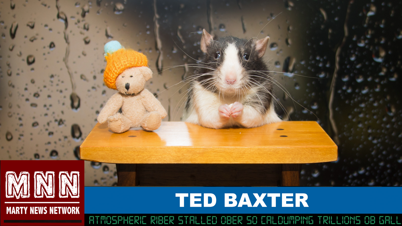 Ted Baxter Reporting… – Marty Mouse House