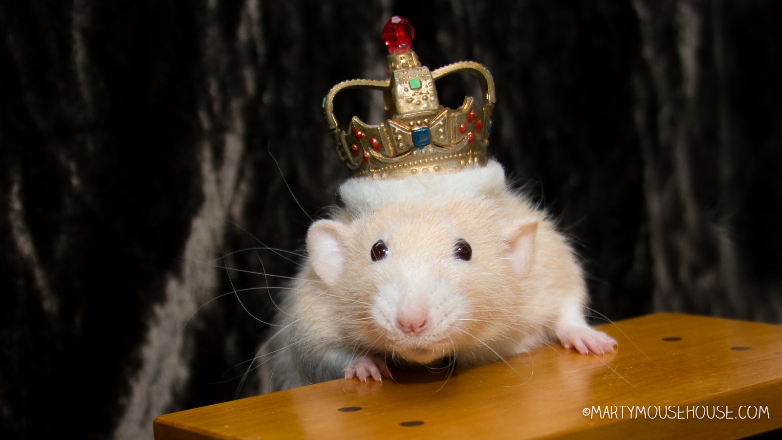 King Beans Crown – Marty Mouse House